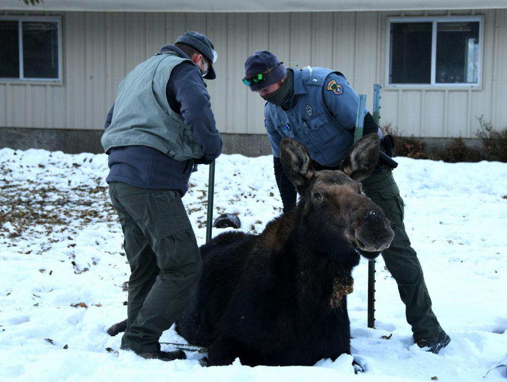 Fish and Game captures and treats sick cow moose in Hailey - Wood River ...